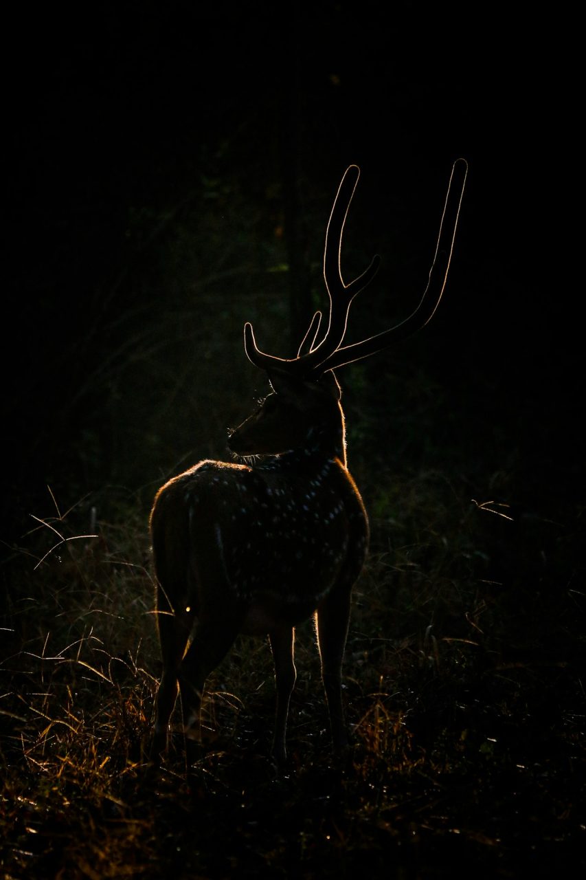 100+ Wallpaper Keren HD untuk HP, PC, Laptop - SemutAspal